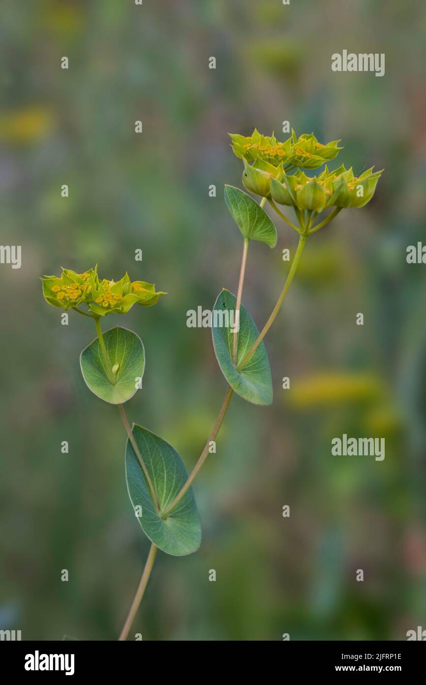 Thorow-wax (Bupleurum rotundifolium) A vey rare arable weed, Chiltern ...