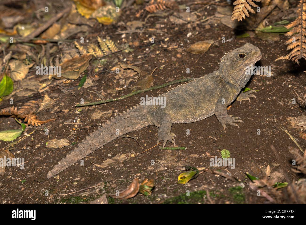 Tuatara (Sphenodon punctatus) New Zealand Endemic. Only survivor of the ...