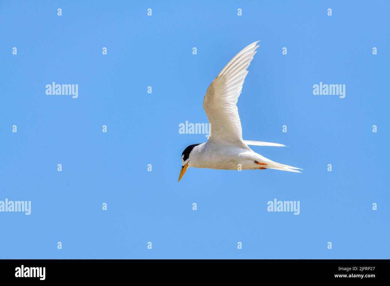 New Zealand Fairy Tern (Sternula nereis davisae) vulnerable species ...