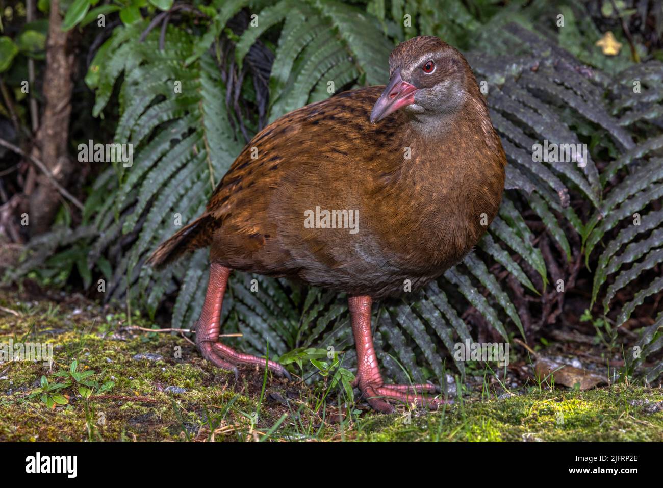 Western Weka ( Gallirallus australis australis) South Ilsnad, New Zealand. The Weka is a ...
