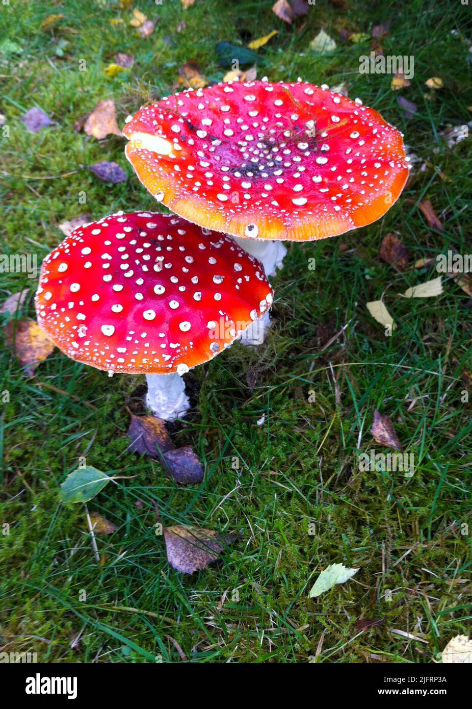 Symbiont hi-res stock photography and images - Alamy