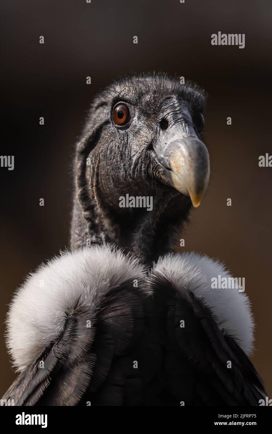 Andean condor - Vultur gryphus, portrait of large beautiful bird of ...