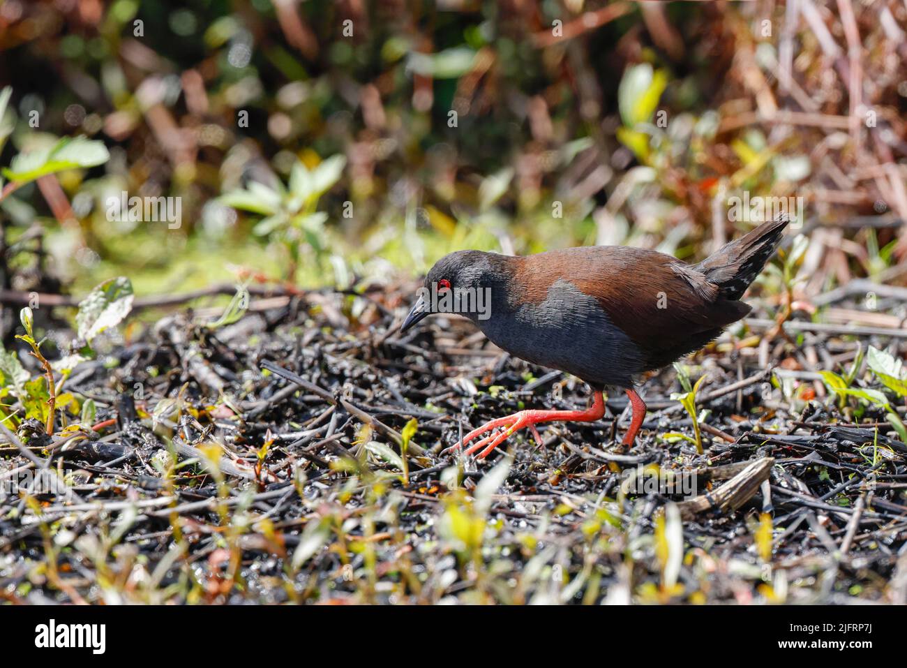 Spotless Crake (Porzana tabuensis) North Island, New Zealand native ...