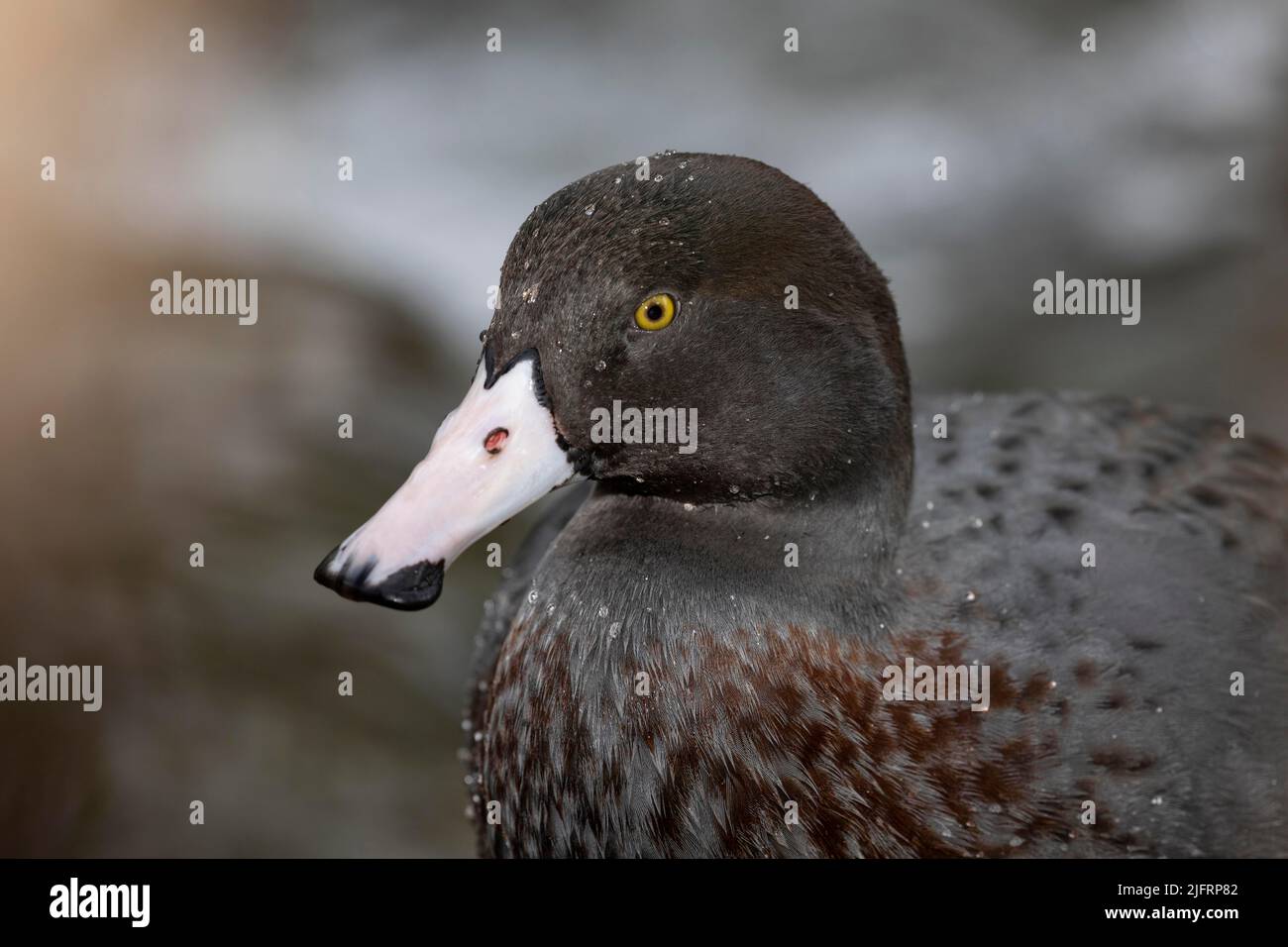 Blue Duck (Hymenolaimus malacorhynchos) New Zealand. Endangered endemic ...