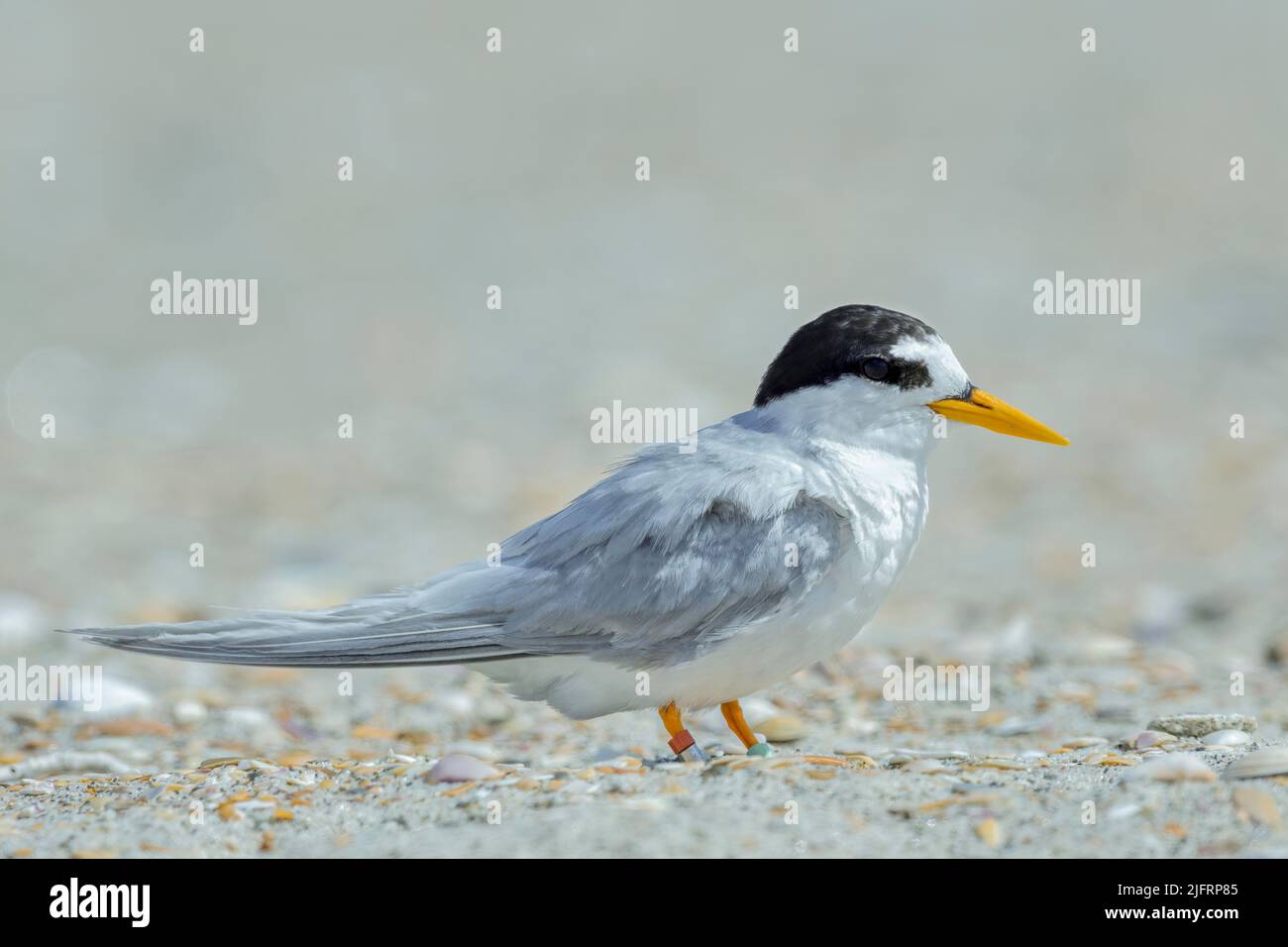 New Zealand Fairy Tern (Sternula nereis davisae) vulnerable species ...