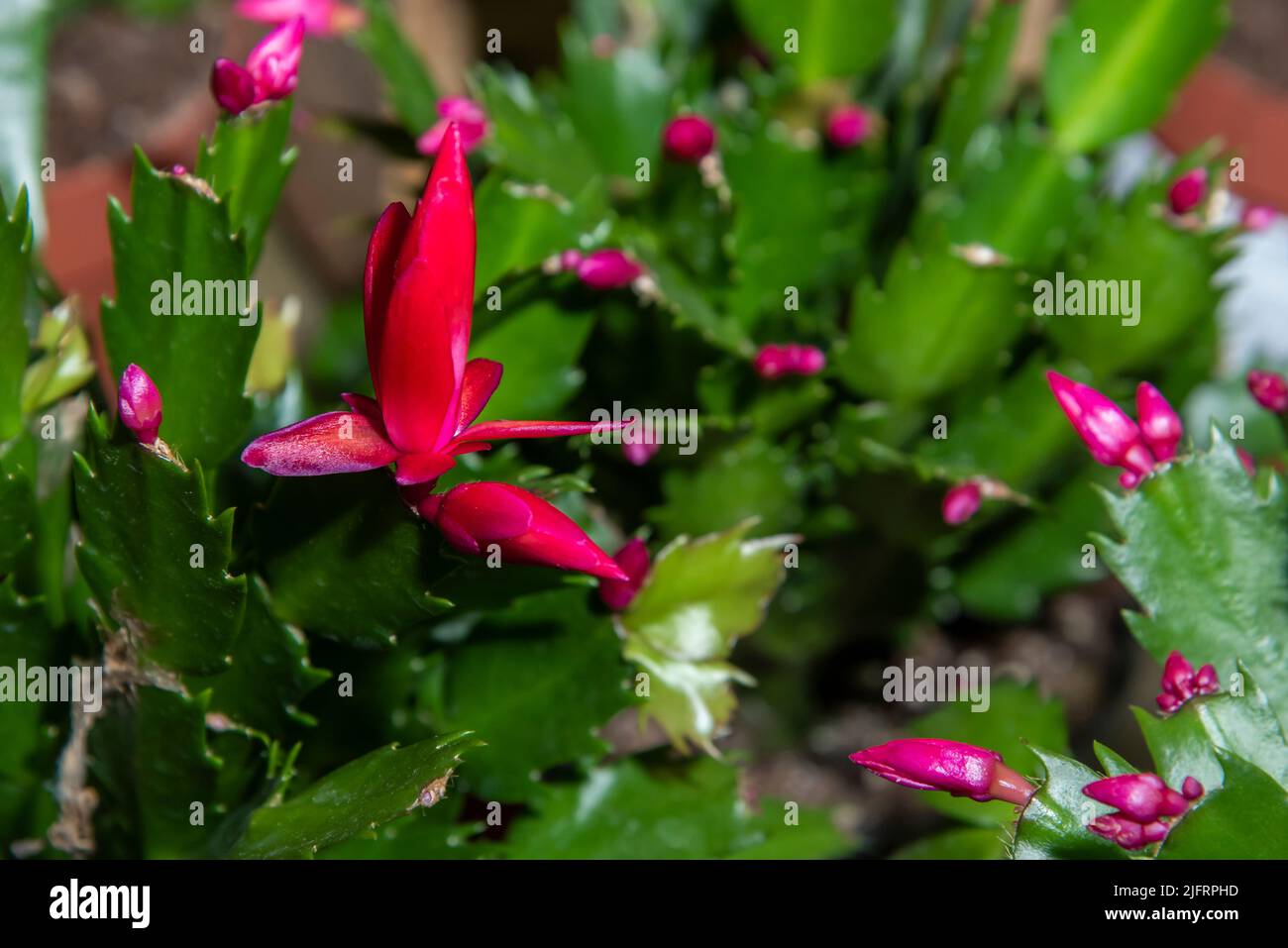 Ornamental cactus plant hi-res stock photography and images - Alamy