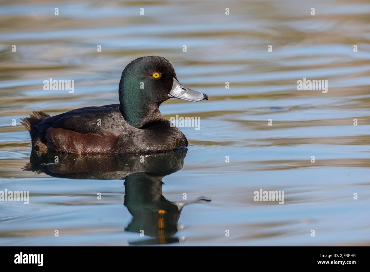 New Zealand Scaup (Aythya novaeseelandiae) male, New Zealand endemic ...
