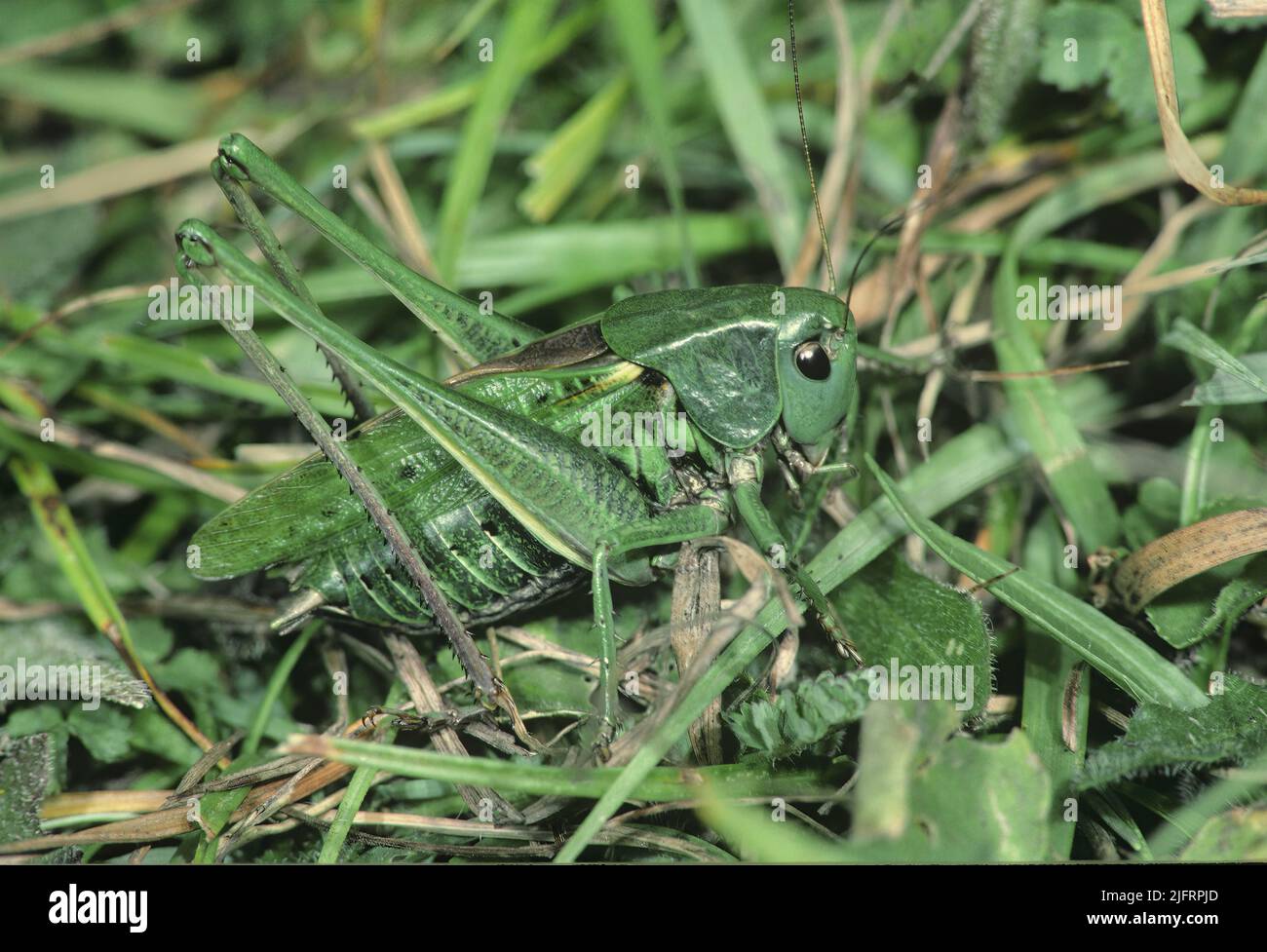 Wartbiter Bush Cricket male (Decticus verrucivorus) Sussex, UK. One of ...