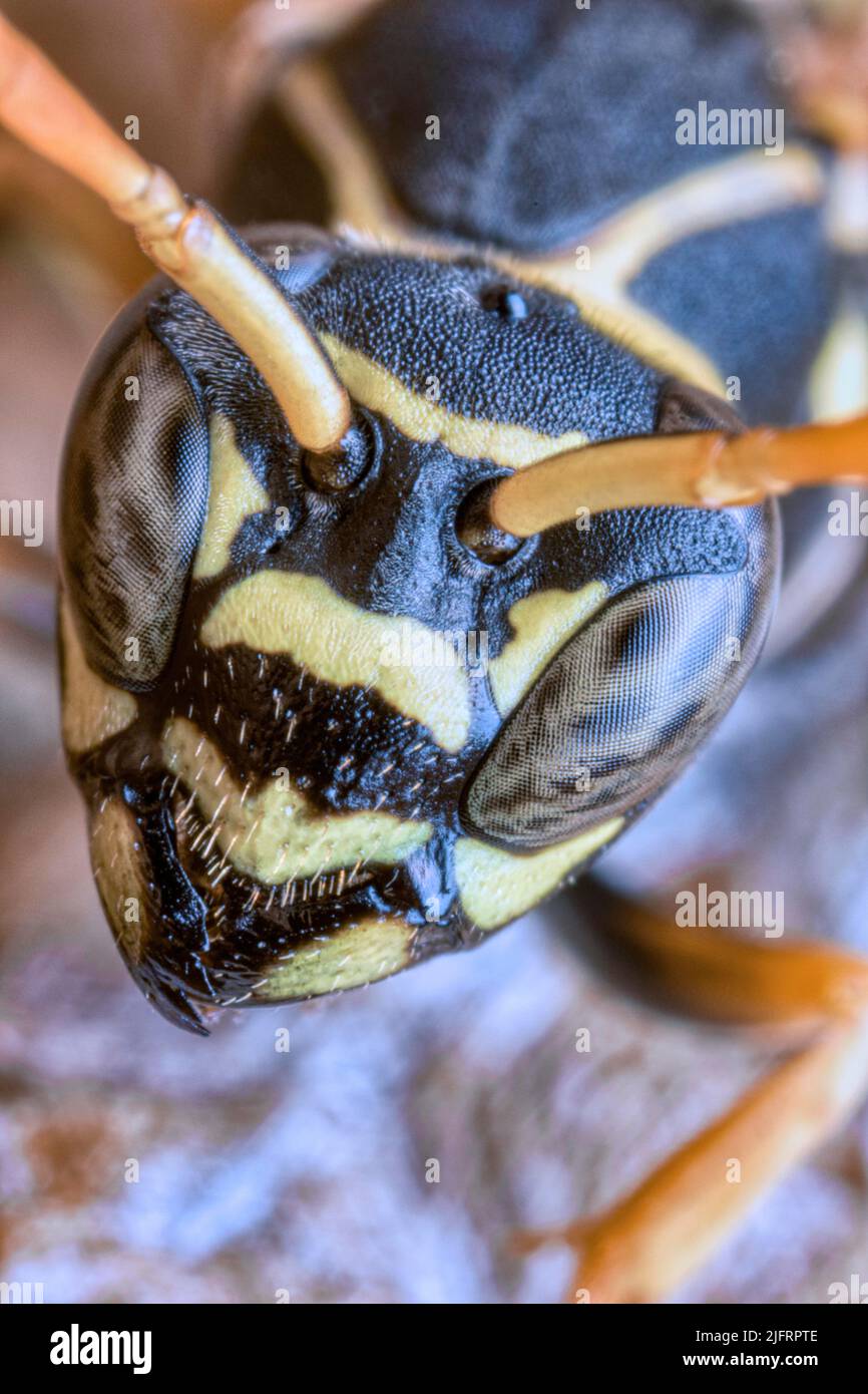Paper wasp fanning hi-res stock photography and images - Alamy
