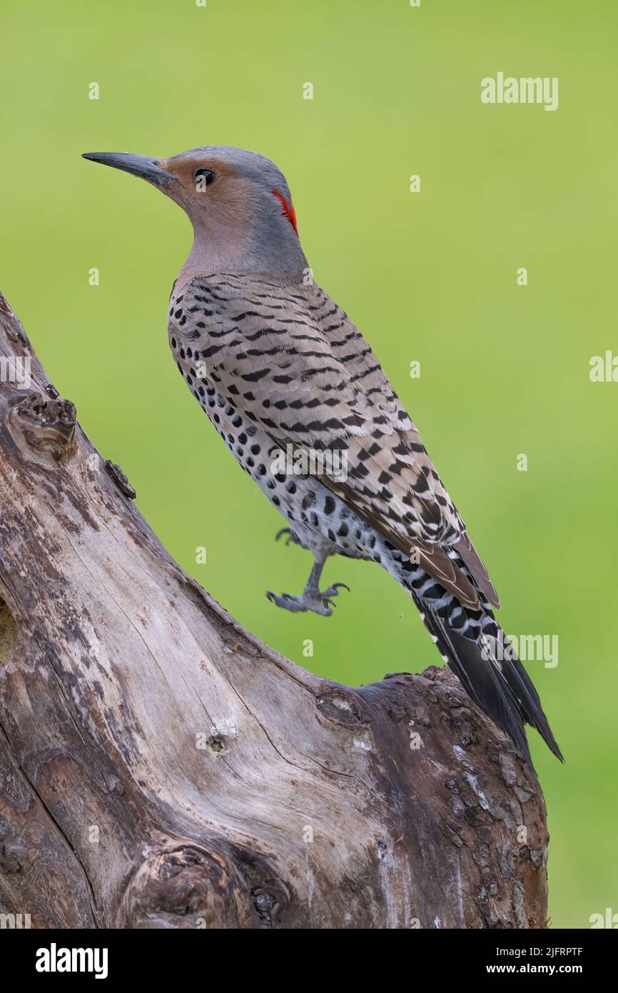 A Northern Flicker Woodpecker visiting my feeders in rural Door County ...