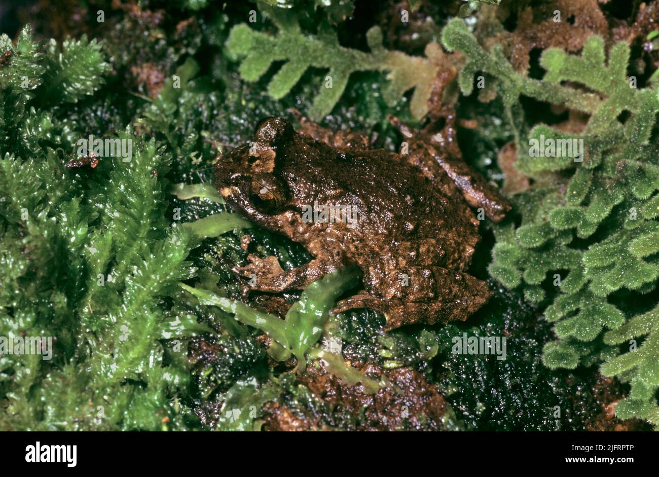 Hochstetters Frog (Leiopelma hochstetteri) New Zealand. Endemic. A ...