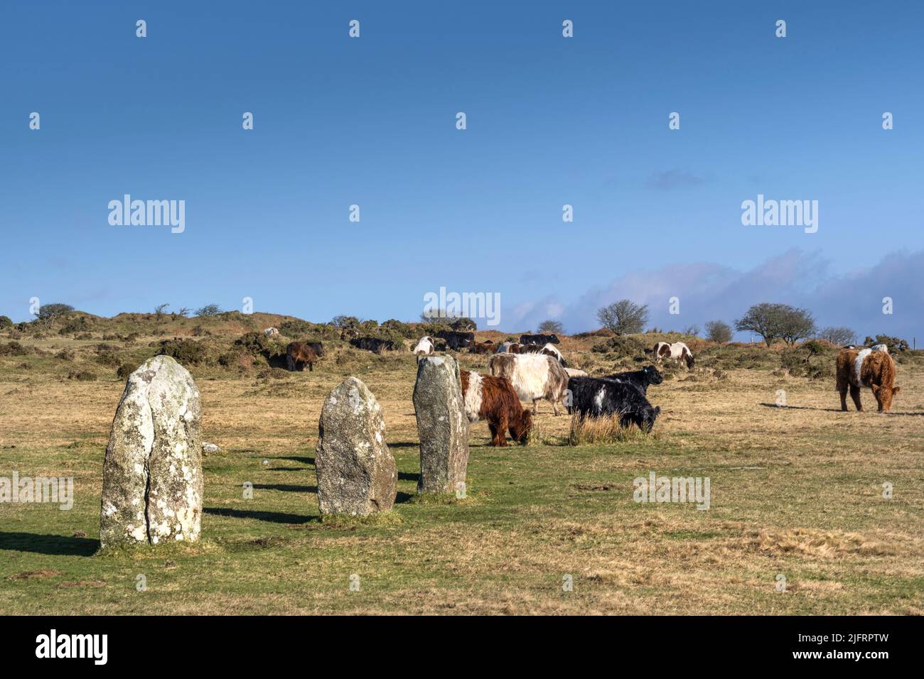Cattle grazing amongst the remains of the late Neolithic Early Bronze ...