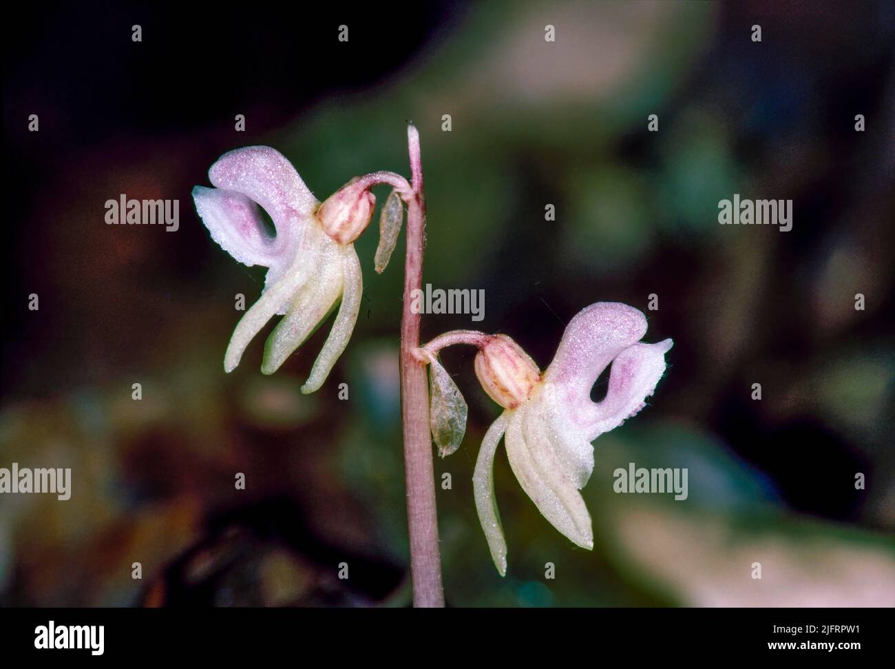 Epipogium aphyllum hi-res stock photography and images - Alamy