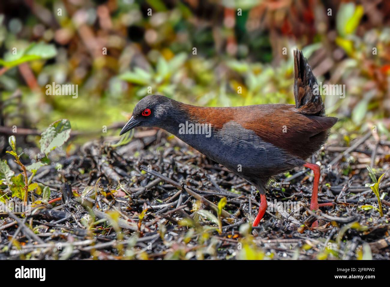 Spotless Crake (Porzana tabuensis) North Island, New Zealand native ...