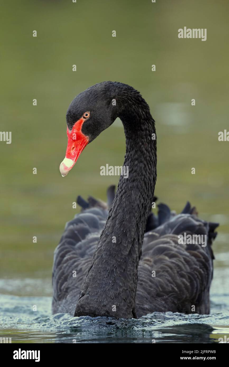 Robin swan hi-res stock photography and images - Alamy