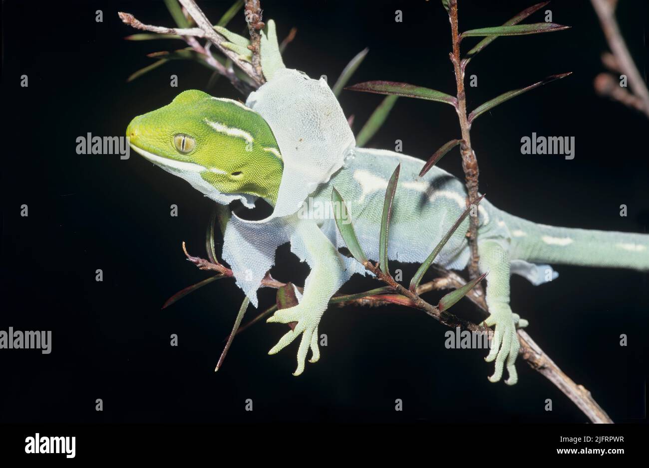 Northland Green Gecko (Naultinus grayii) sloughing skin, New Zealand ...