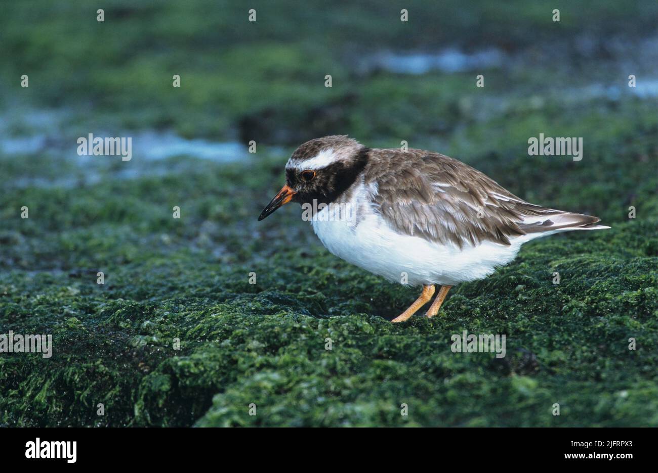 New Zealand Shore Plover (Thinornis novaeseelandiae) on the Chatham ...