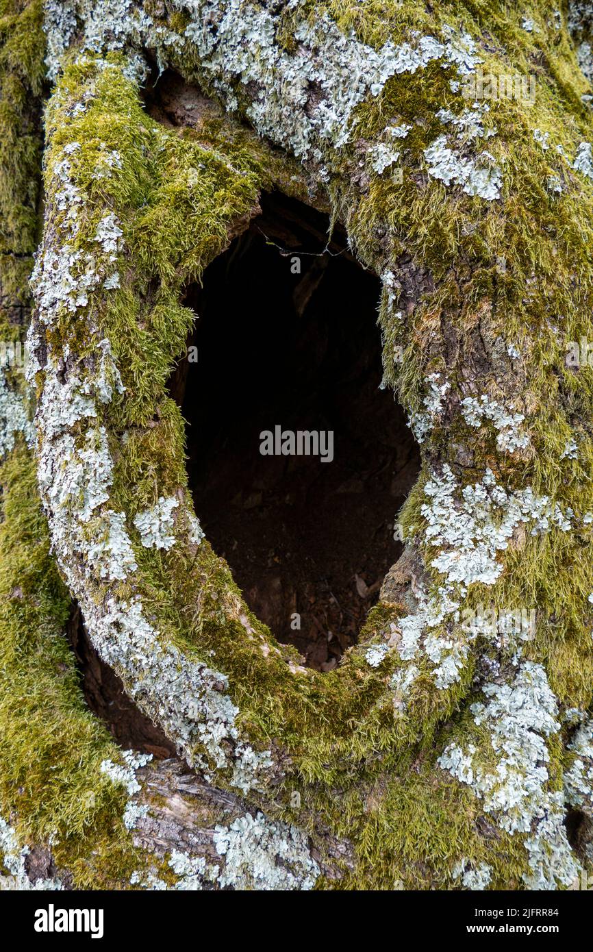A vertical view of a tree hollow -a cavity in a living tree Stock Photo ...