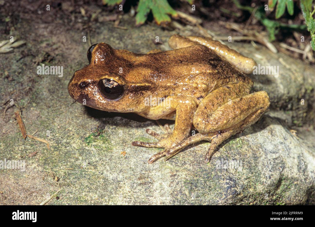 Maud Island frog (Leiopelma pakeka) One of four surviving endemic New ...