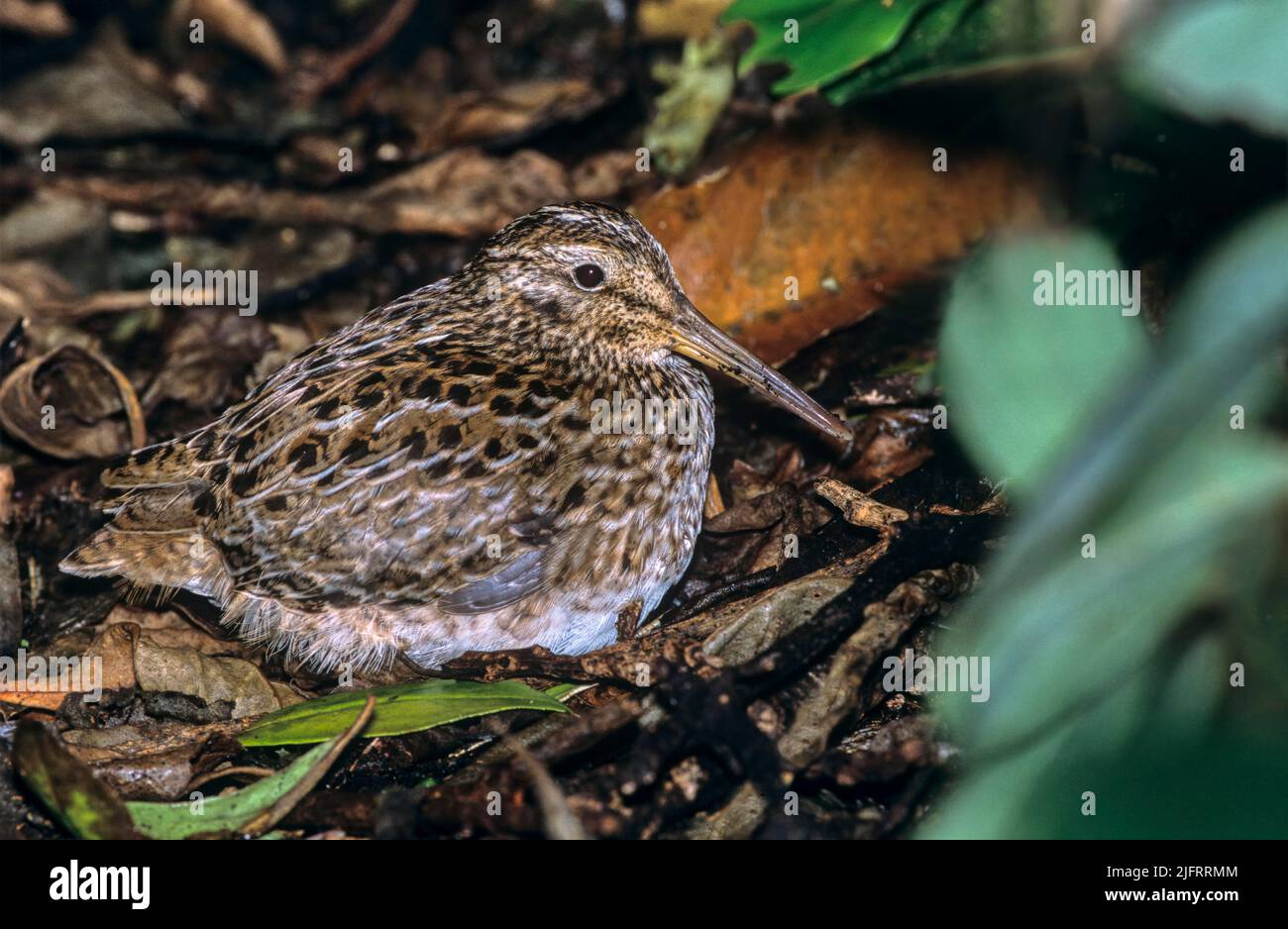 Chatham island snipe hi-res stock photography and images - Alamy