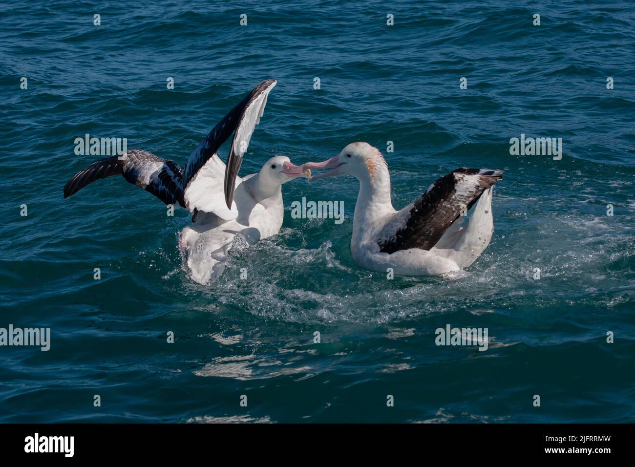 Animals fight over food hi-res stock photography and images - Alamy