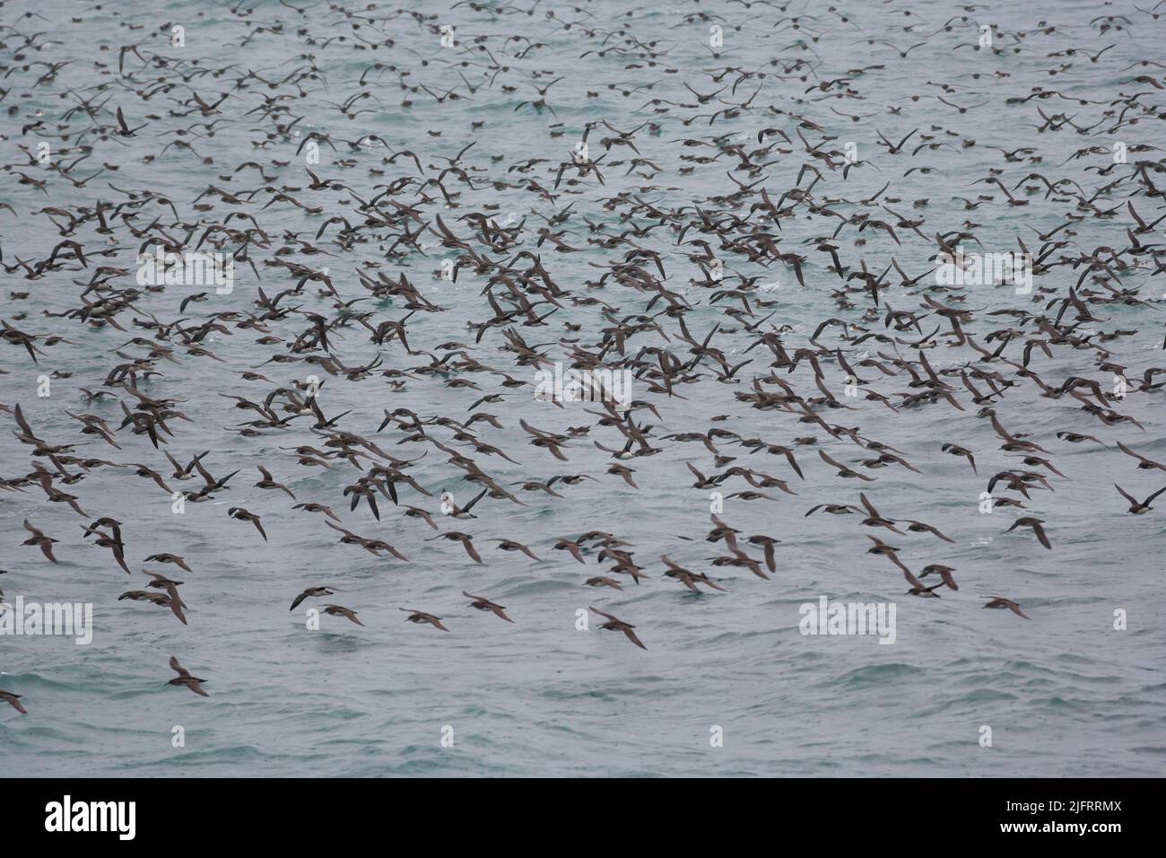 Hutton shearwater hi-res stock photography and images - Alamy