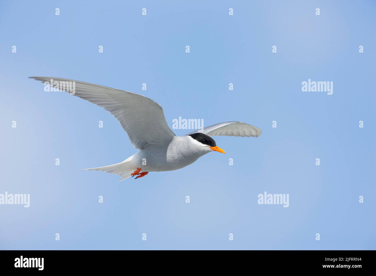 New robin cook hi-res stock photography and images - Alamy