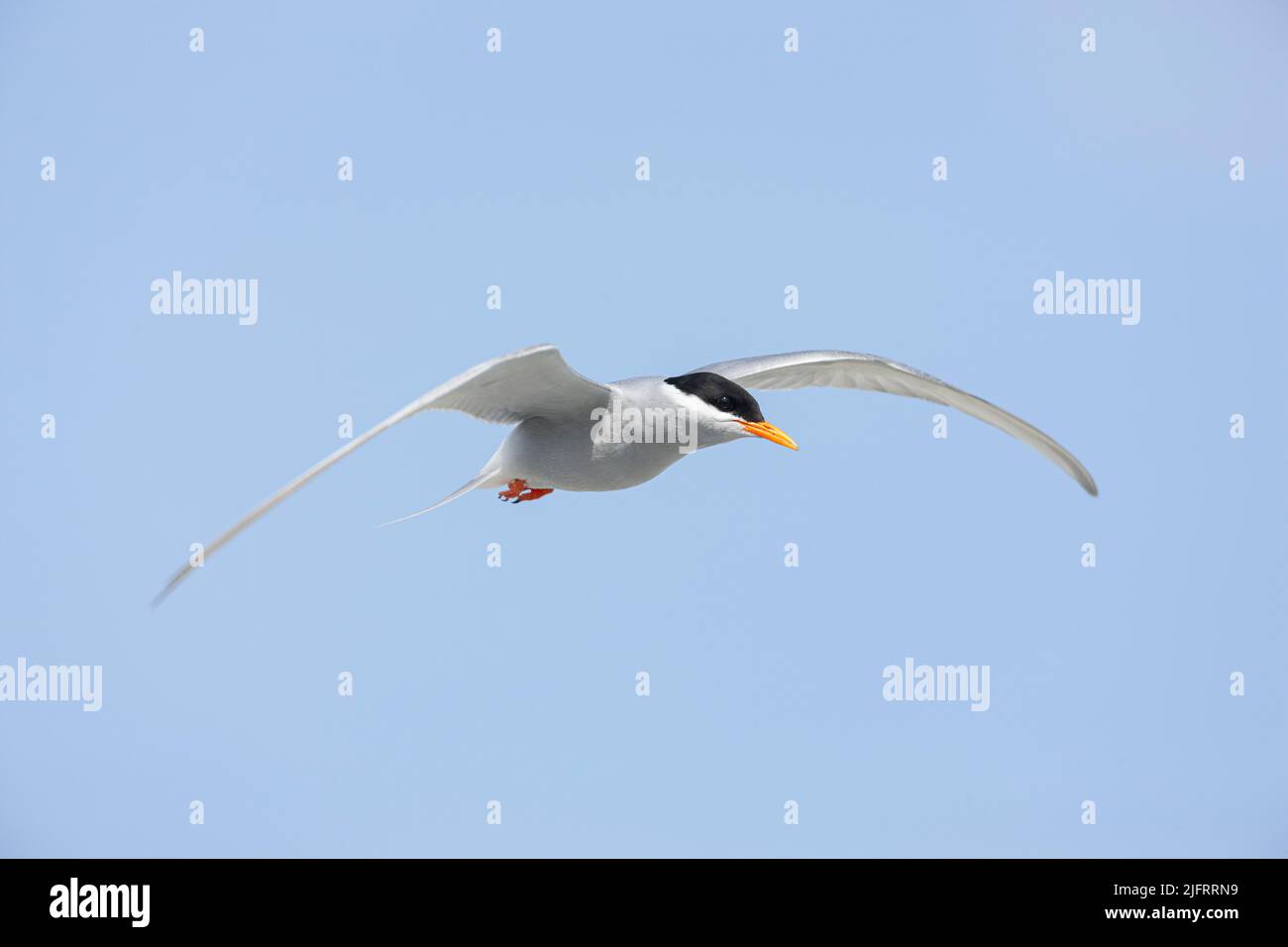 Black-fronted Tern (Chlidonias albostriatus) in flight, near Mount Cook ...