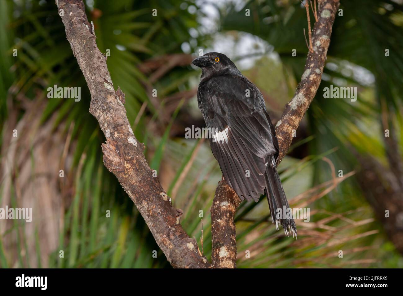 Lord Howe Island Currawong (Strepera graculina crissalis) an endangered ...