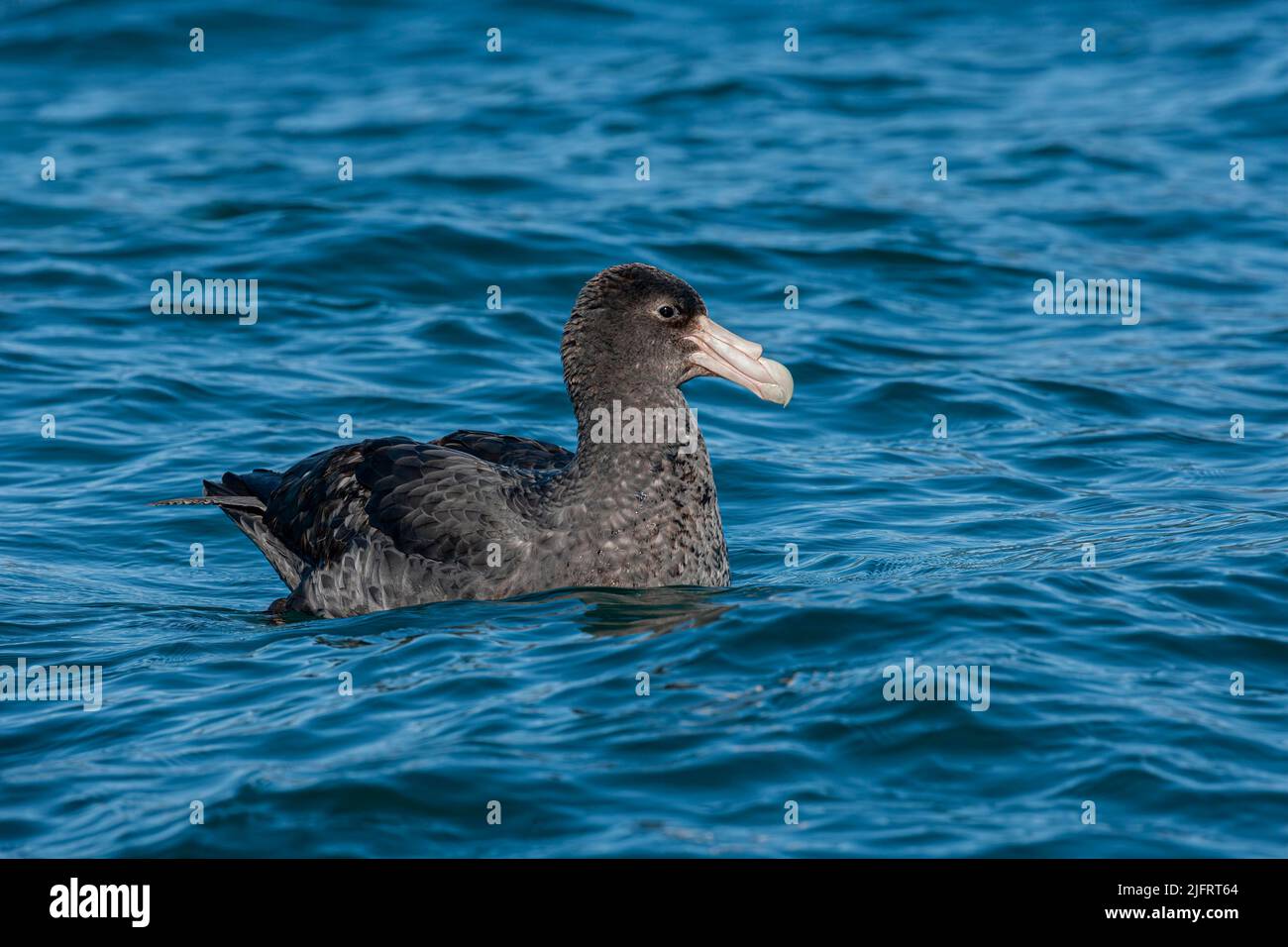 Northern Giant Petrel (Macronectes halli) Kaikoura, South Island, New ...