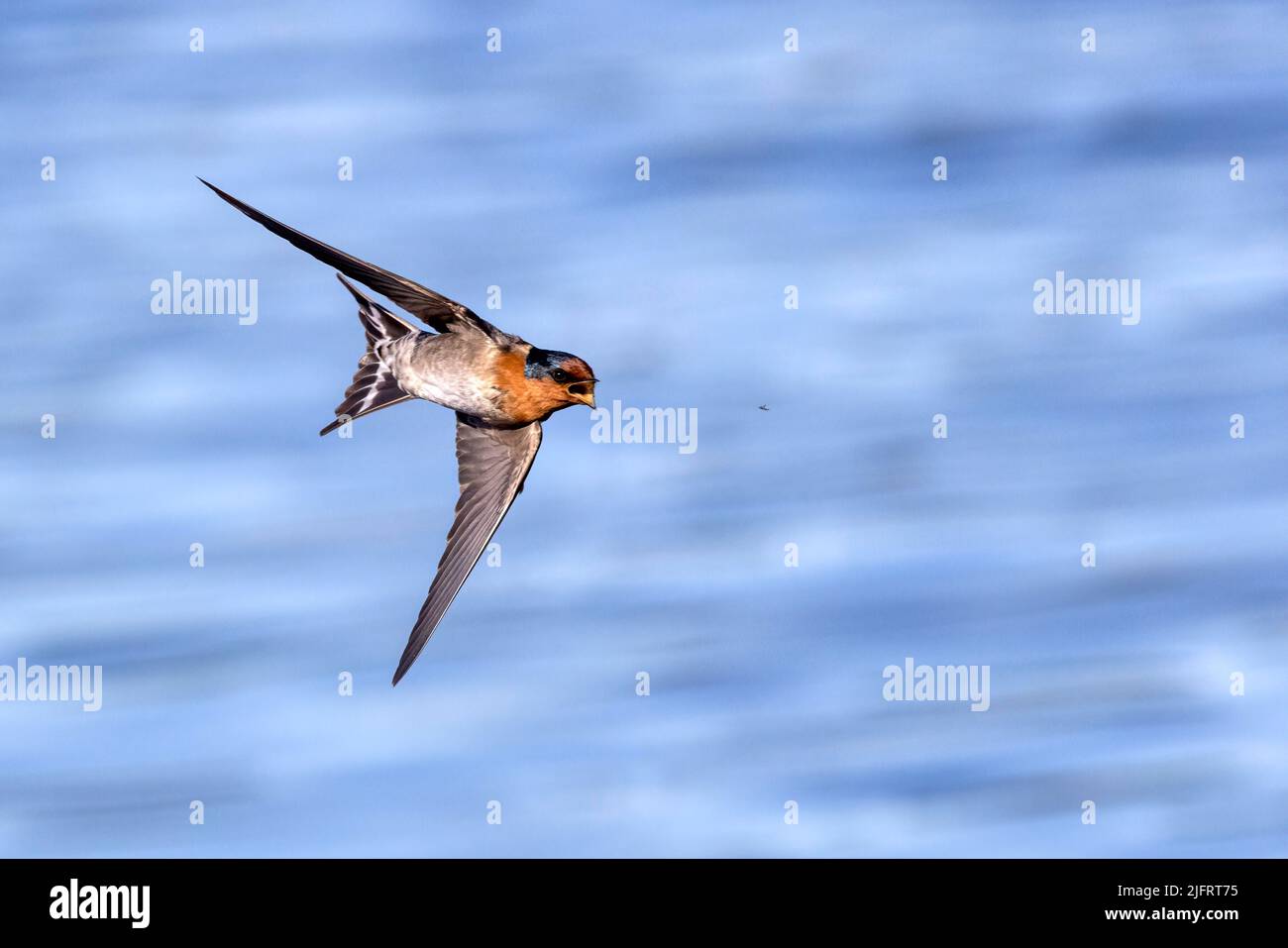 Welcome Swallow ( Hirundo neoxena ) feeding on emerging aquatic midges ...
