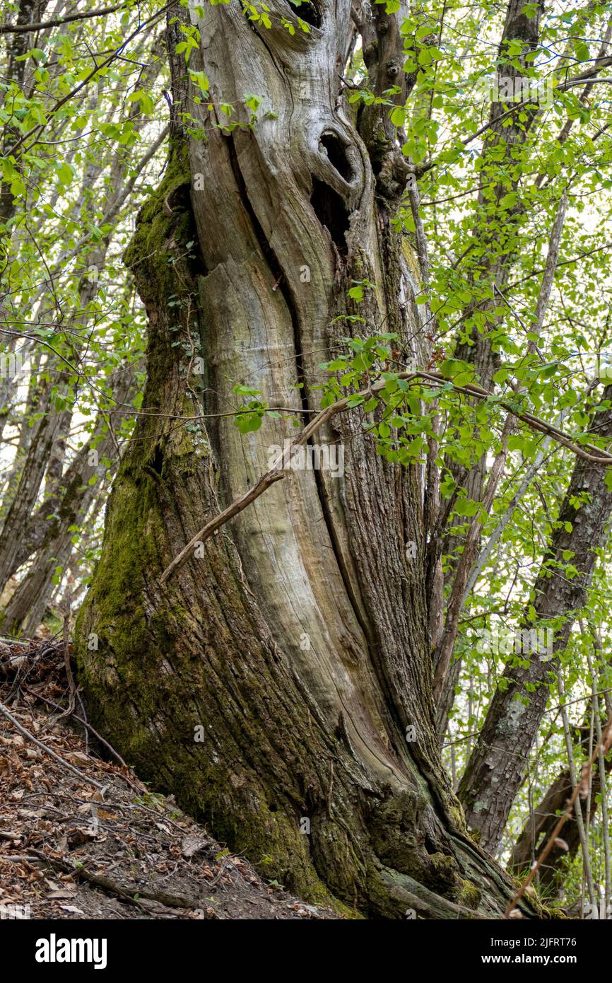 The vertical view of a tree in the woods - a cavity in a living tree ...