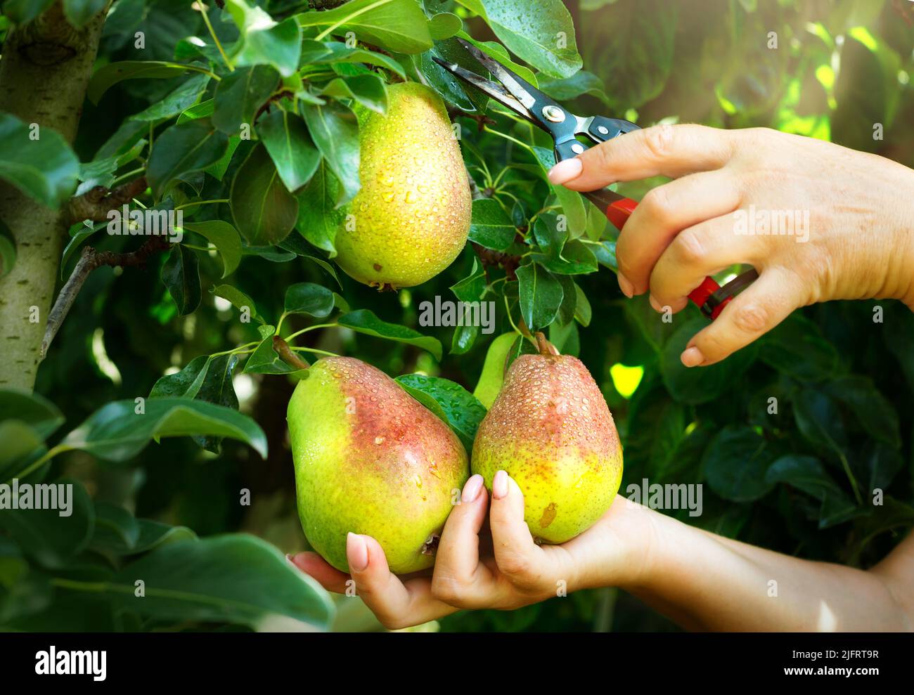 Farmer harvesting pears in garden hi-res stock photography and images ...