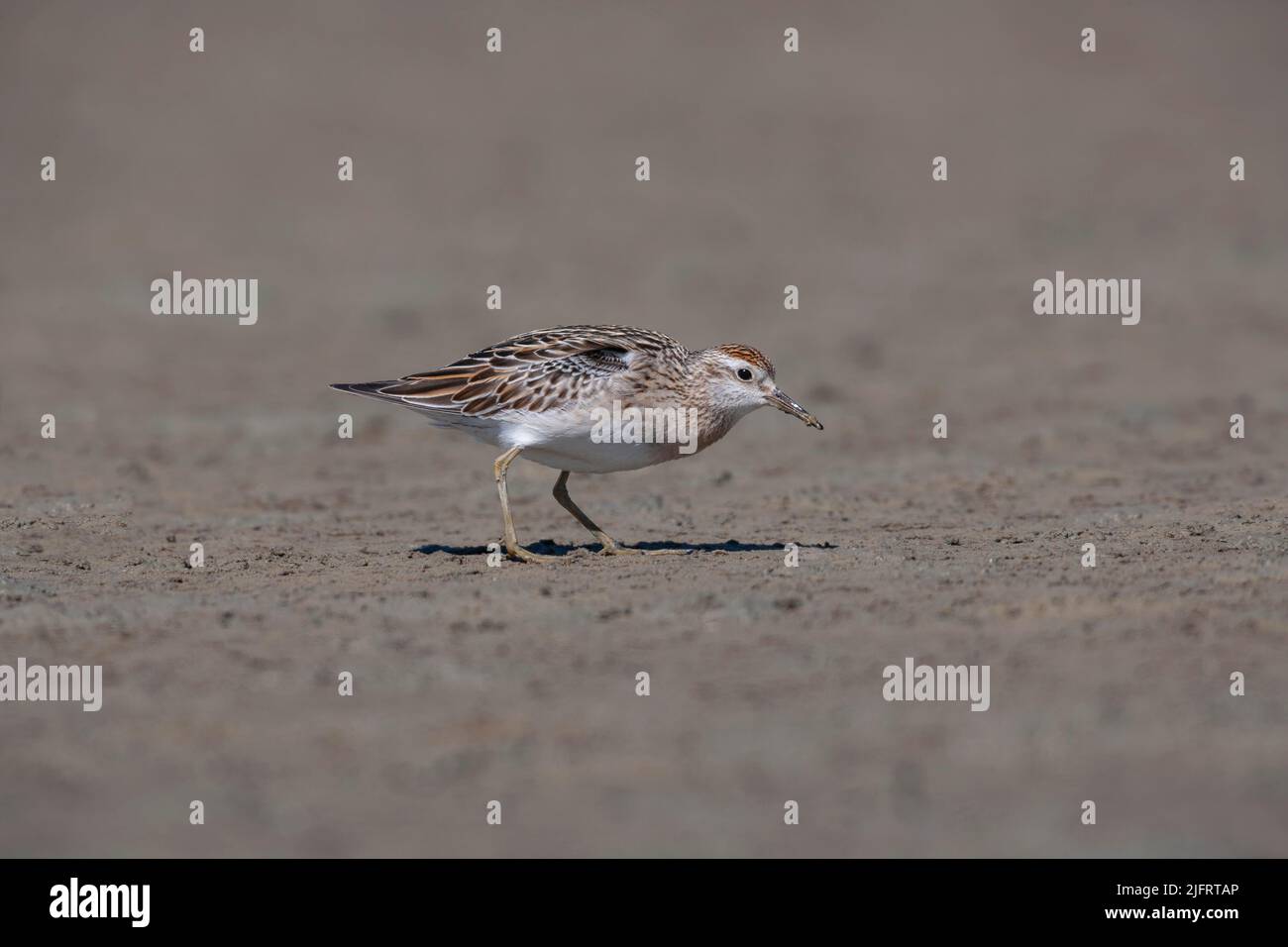 Sharp-tailed Sandpiper (Calidris acuminata) New Zealand native, Credit ...
