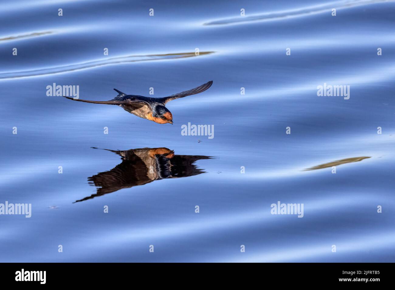 Welcome Swallow ( Hirundo neoxena ) feeding on emerging aquatic midges ...