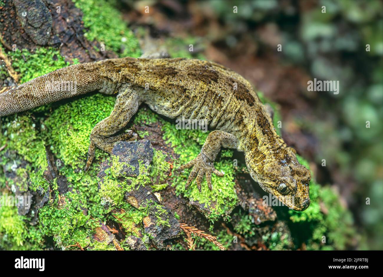 Cloudy Gecko ( Mokopirirakau nebulosus ) New Zealand endemic. A forest ...