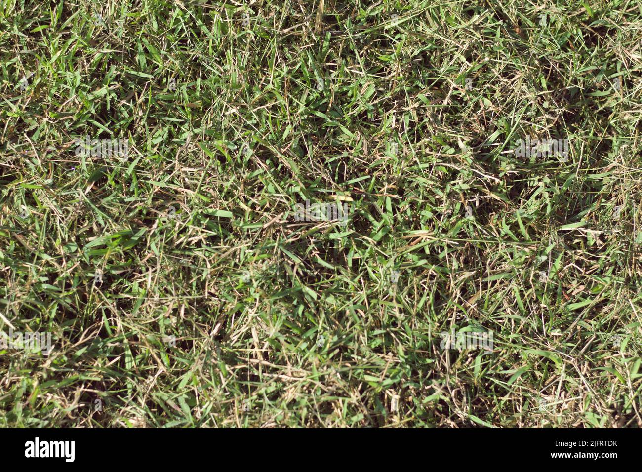 Dry grass as a background or texture shot close up Stock Photo - Alamy
