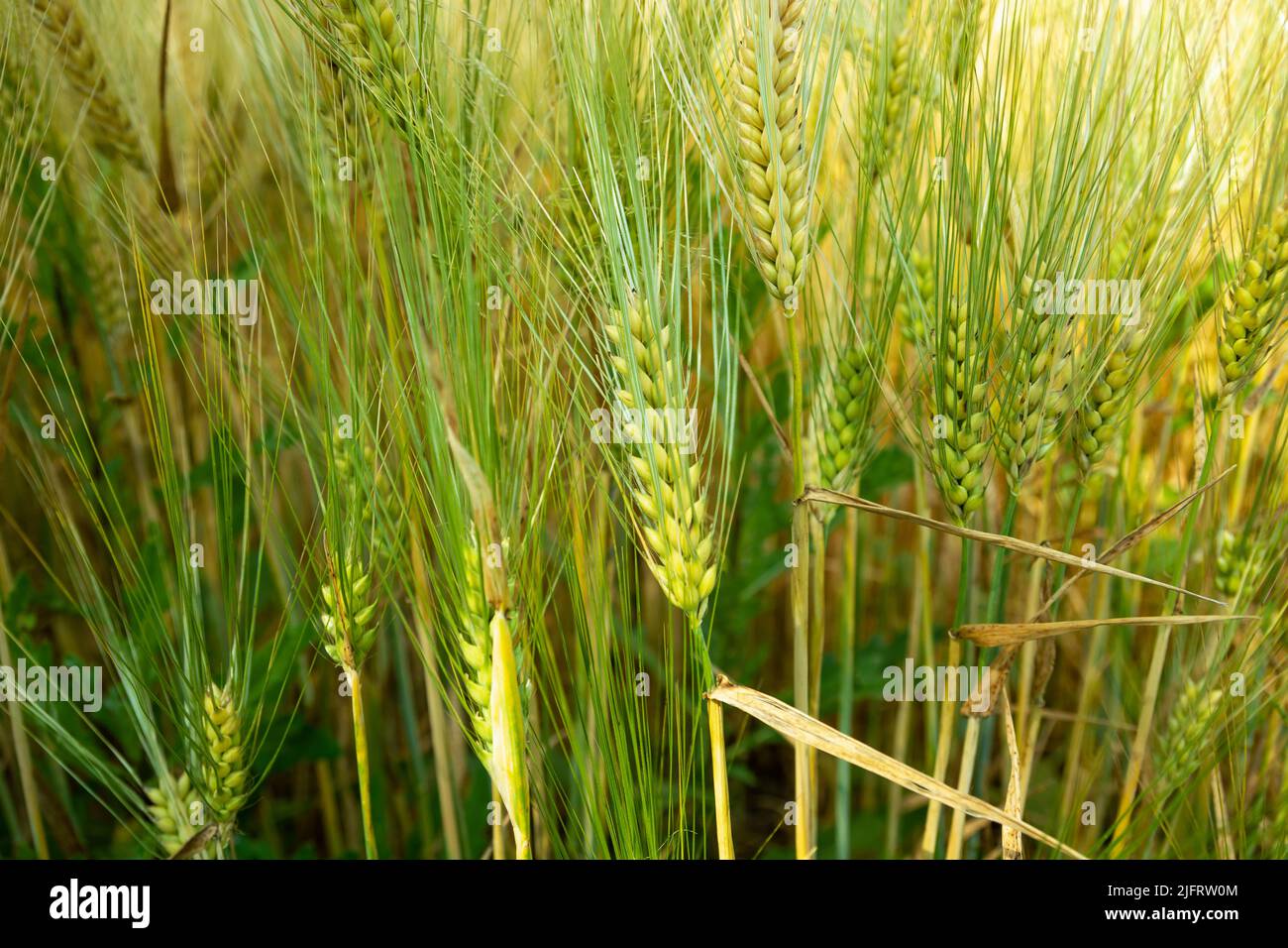 Grain crops hi-res stock photography and images - Alamy