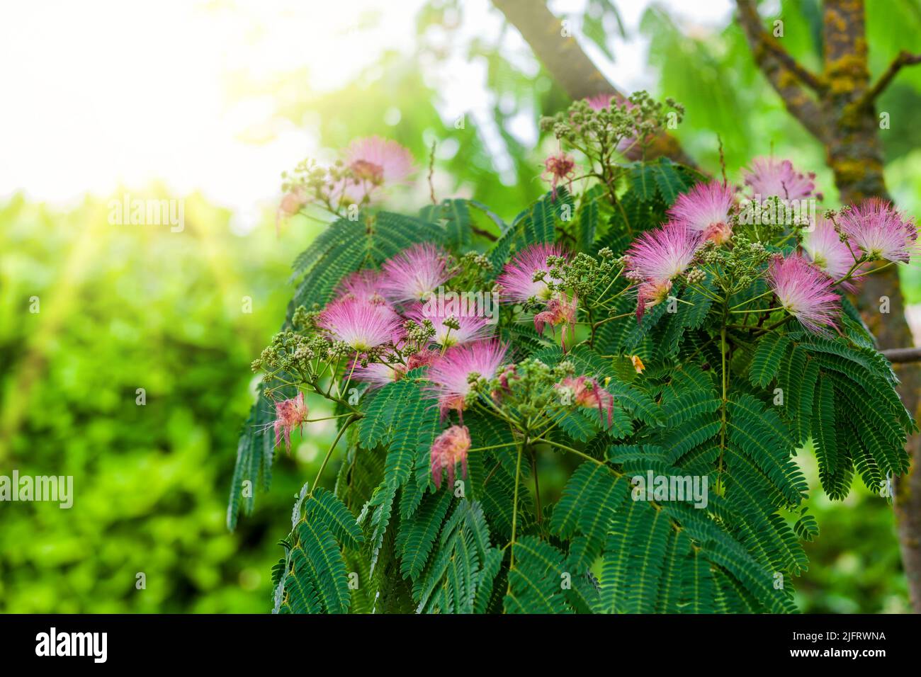 Sleeping persian tree hi-res stock photography and images - Alamy