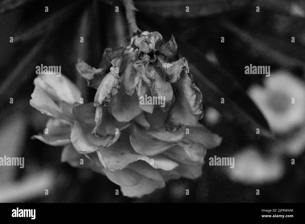 Garden with forest Black and White Stock Photos & Images - Alamy