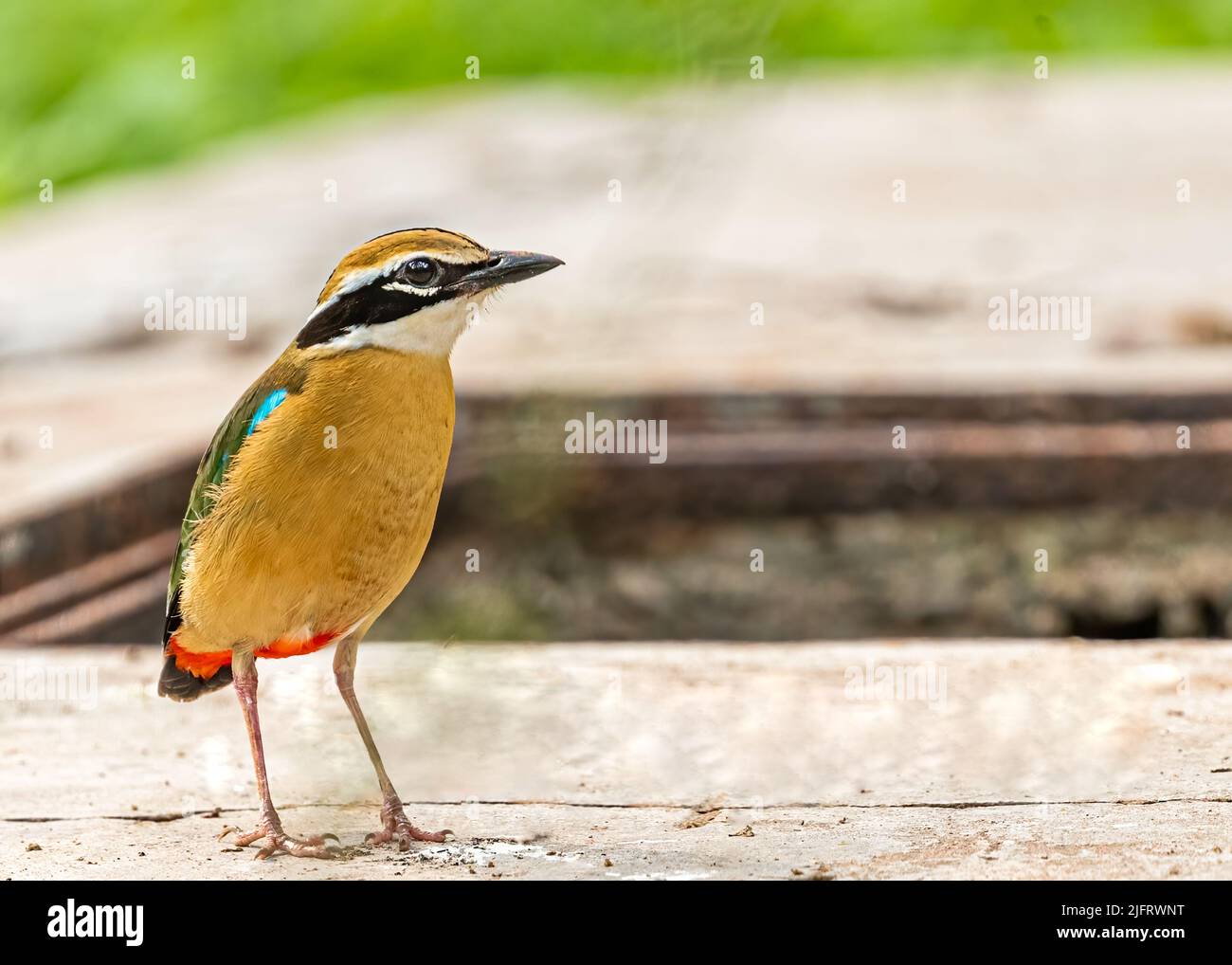 Indian ground crab hi-res stock photography and images - Alamy
