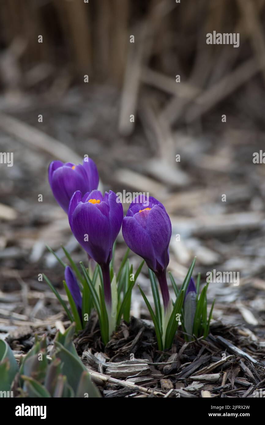 Natural ring of flowers hi-res stock photography and images - Alamy