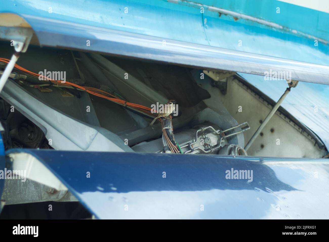 Tiny little bird inside airplane wing awning Stock Photo - Alamy