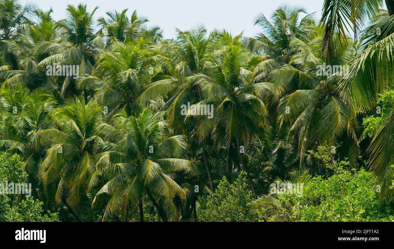 Coconut trees near honnavar river bank.A lot of coconut trees Stock ...