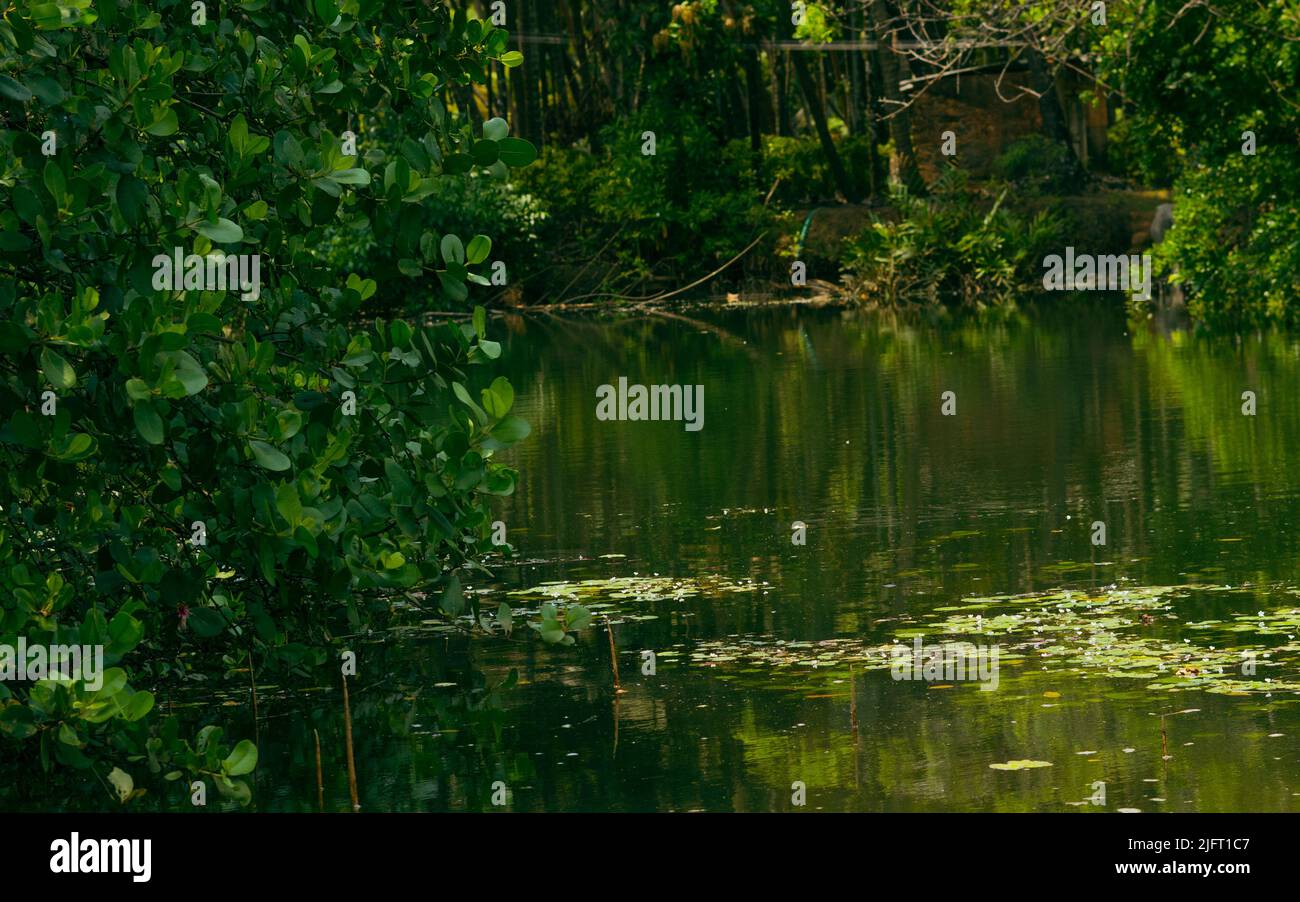 Sharavati river water filled with green trees reflection.bright sunny ...
