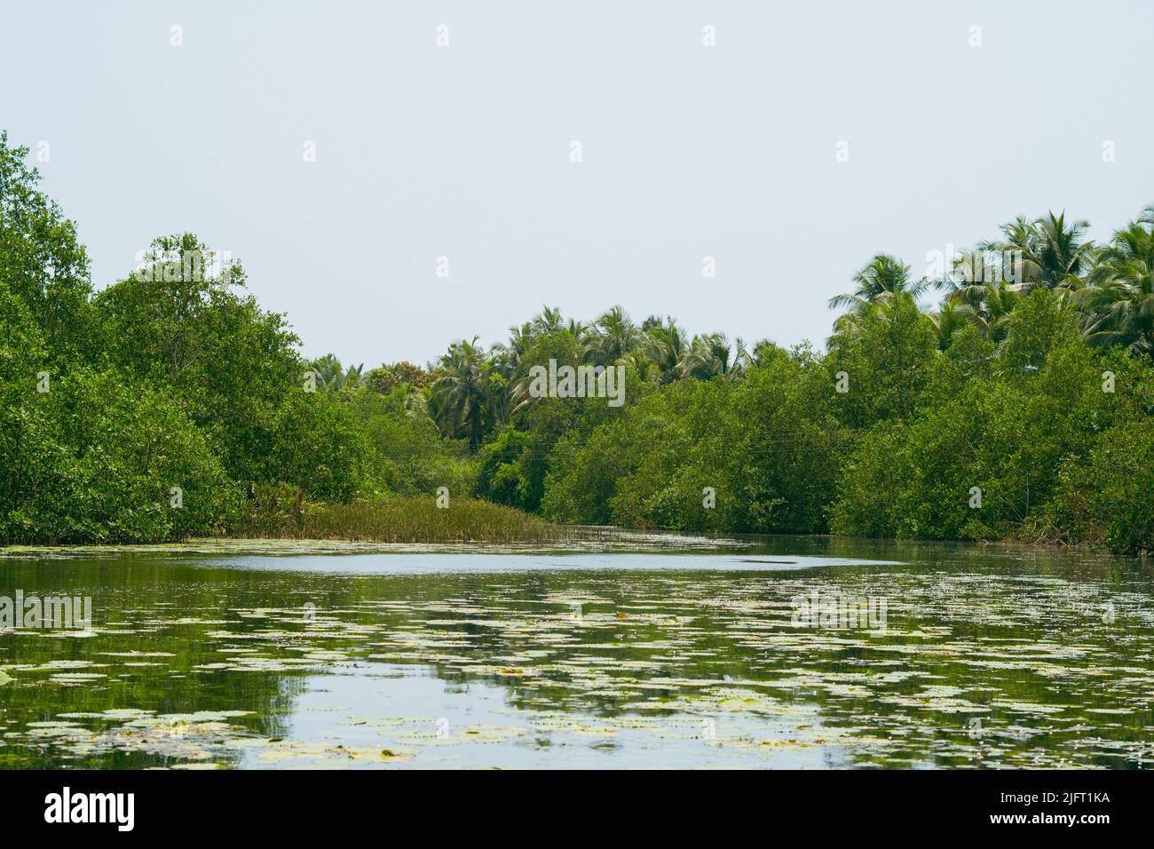 sharavati river inside honnavar covered with trees Stock Photo - Alamy