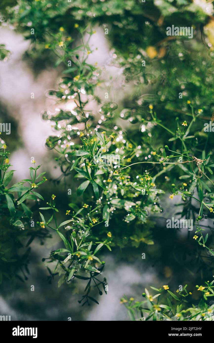 A vertical closeup of Ranunculus sceleratus known by the common name ...