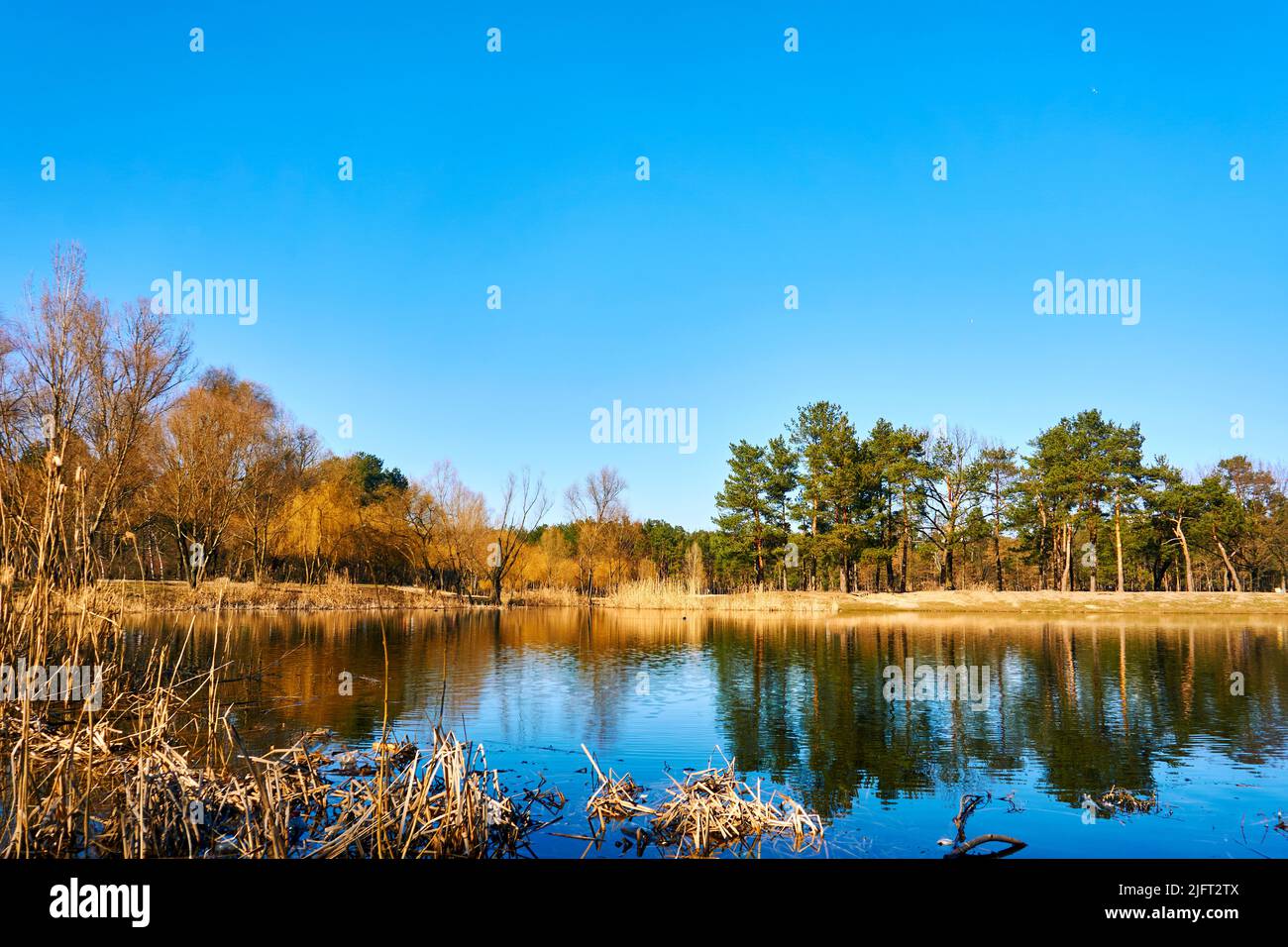 Autumn joy freshness. Golden orange trees, green pines and a blue black ...