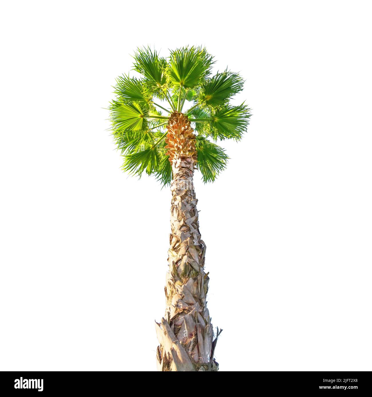 Green beautiful Washingtonia robusta filifera palm tree isolated on ...