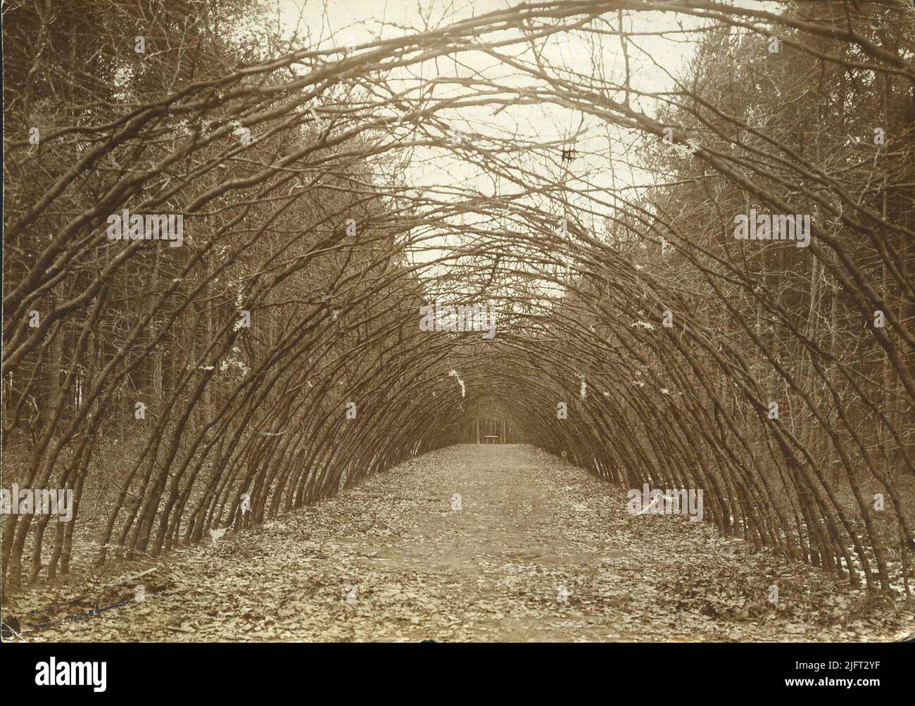 The 'Krombuukenlaon' or 'Berceau' near Huize 'de Wolfsberg' by Jonkheer ...